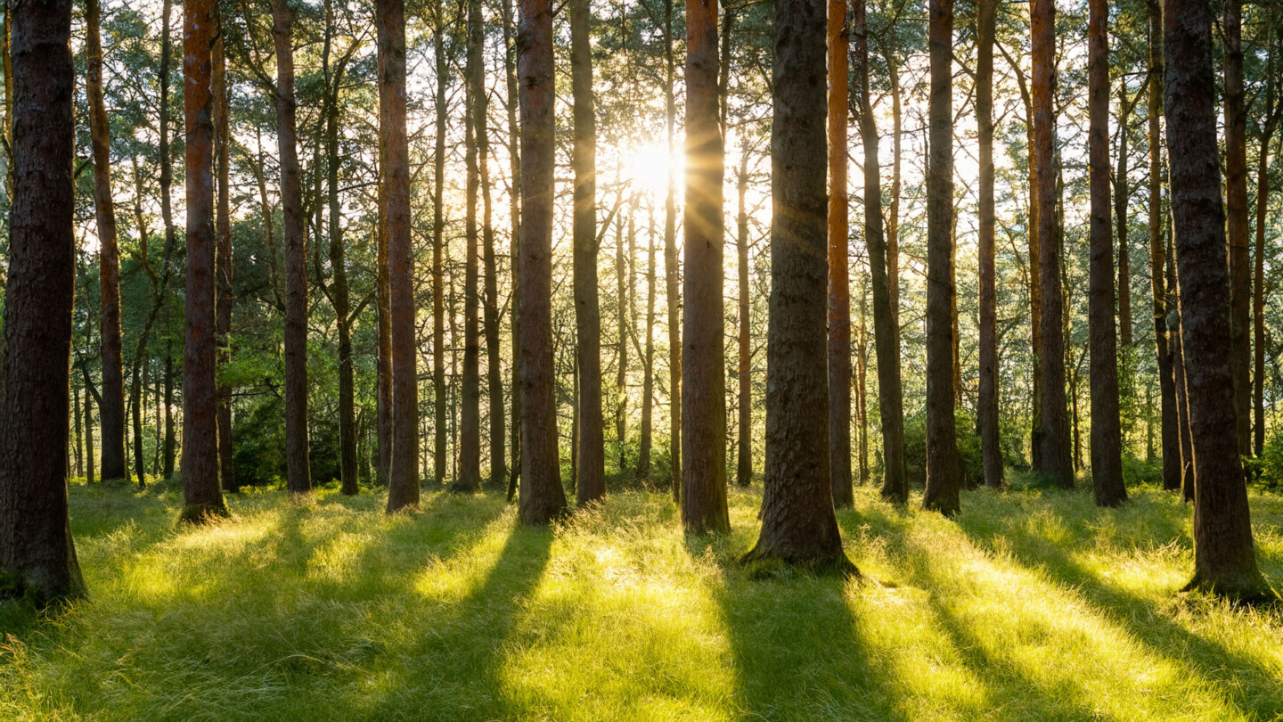 Our Work | Wasing Estate – Insights Case Study | MRS Digital